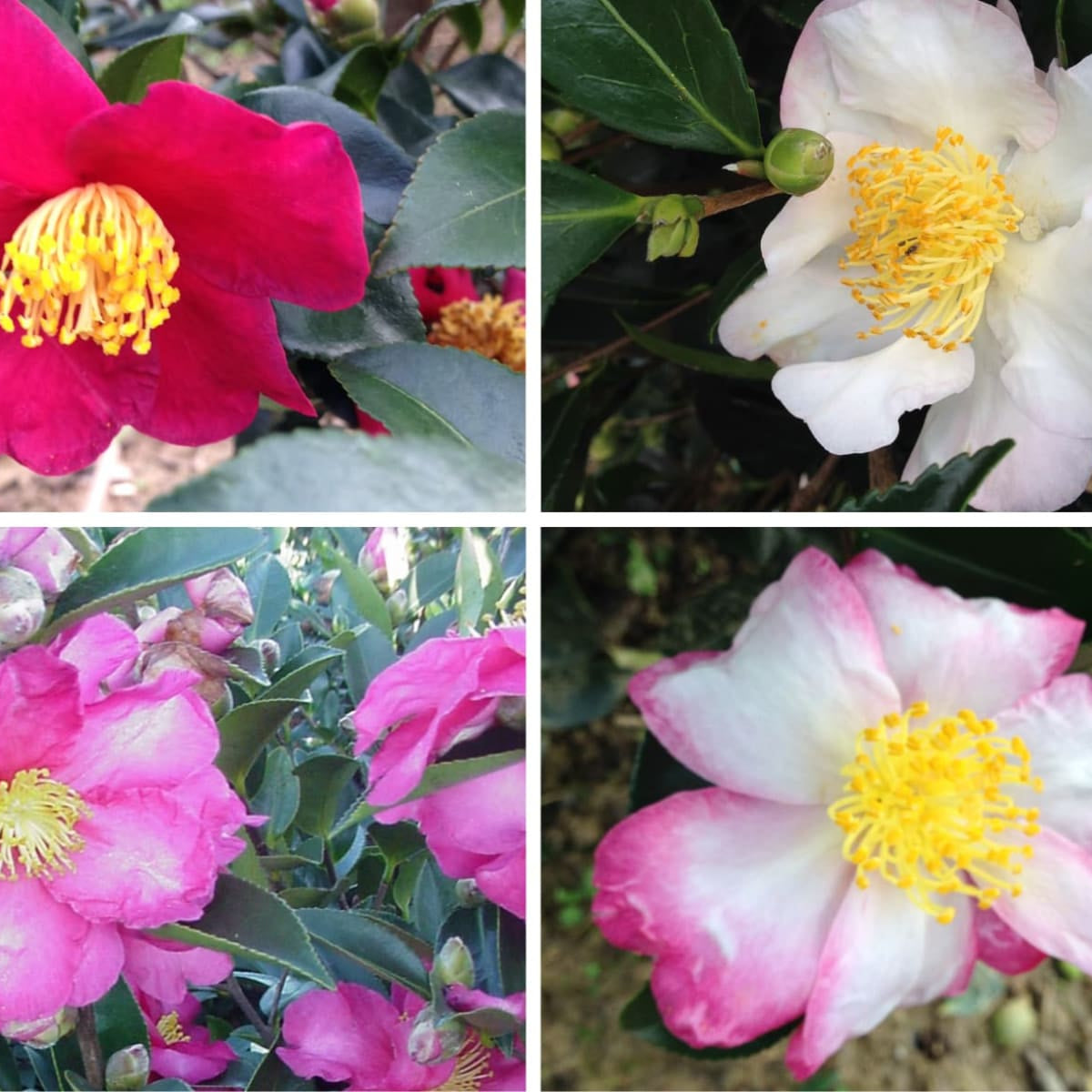 All Plants – PREMIUM HEDGING AND SPECIMEN PLANTS DELIVERED NATIONWIDE