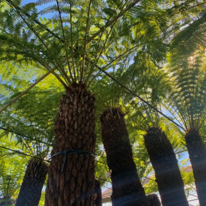 Architectural Plants - Bold Specimen Trees & Exotic Foliage ...