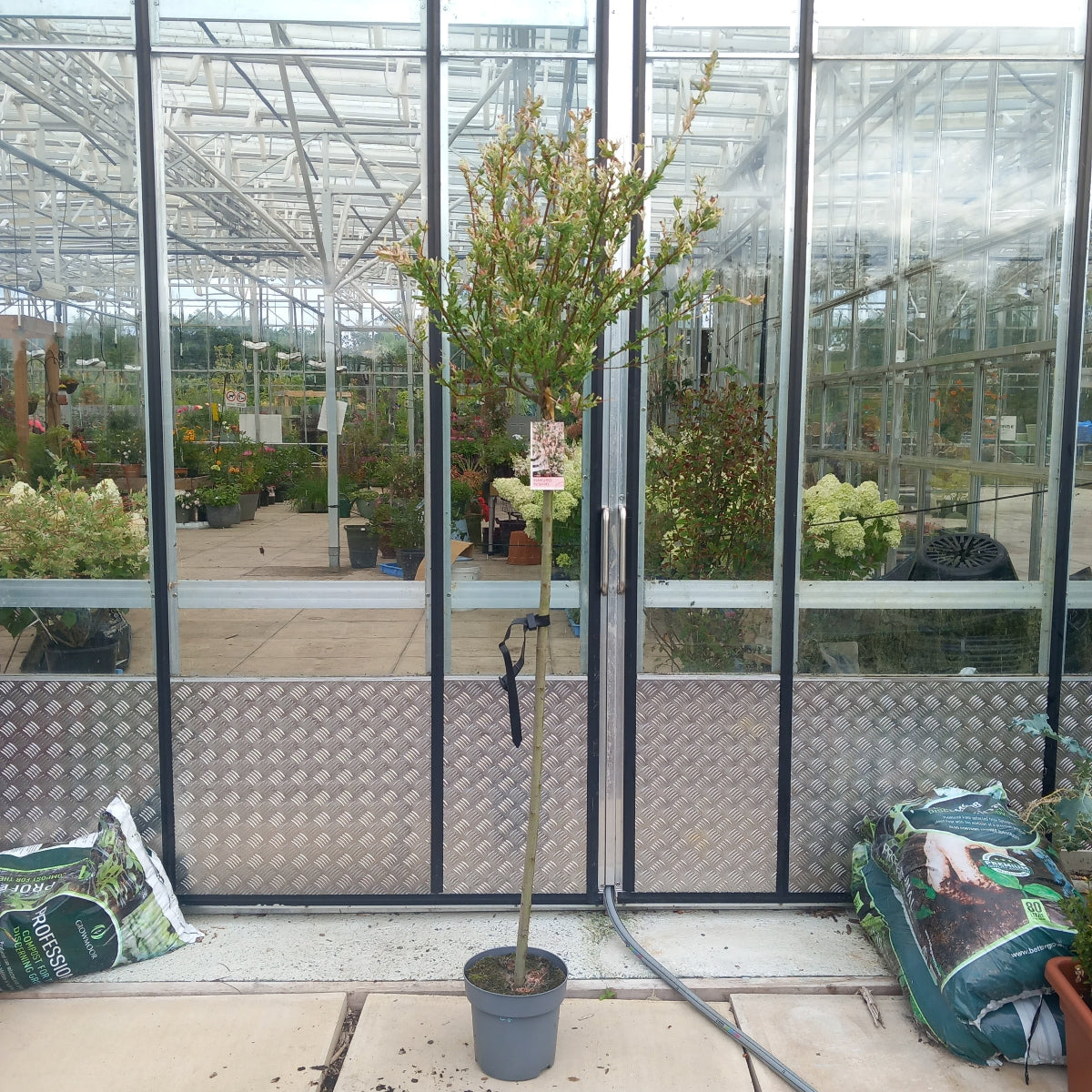 Flamingo Willow Half Standard – Salix Integra Hakuro Nishiki ...