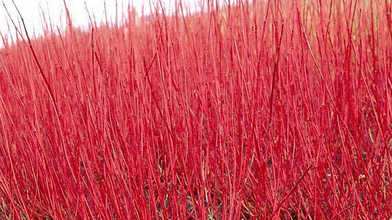 BARE ROOT HAWTHORN WHIPS FOR GOLF COURSES UK – Stoneybrook Nursery