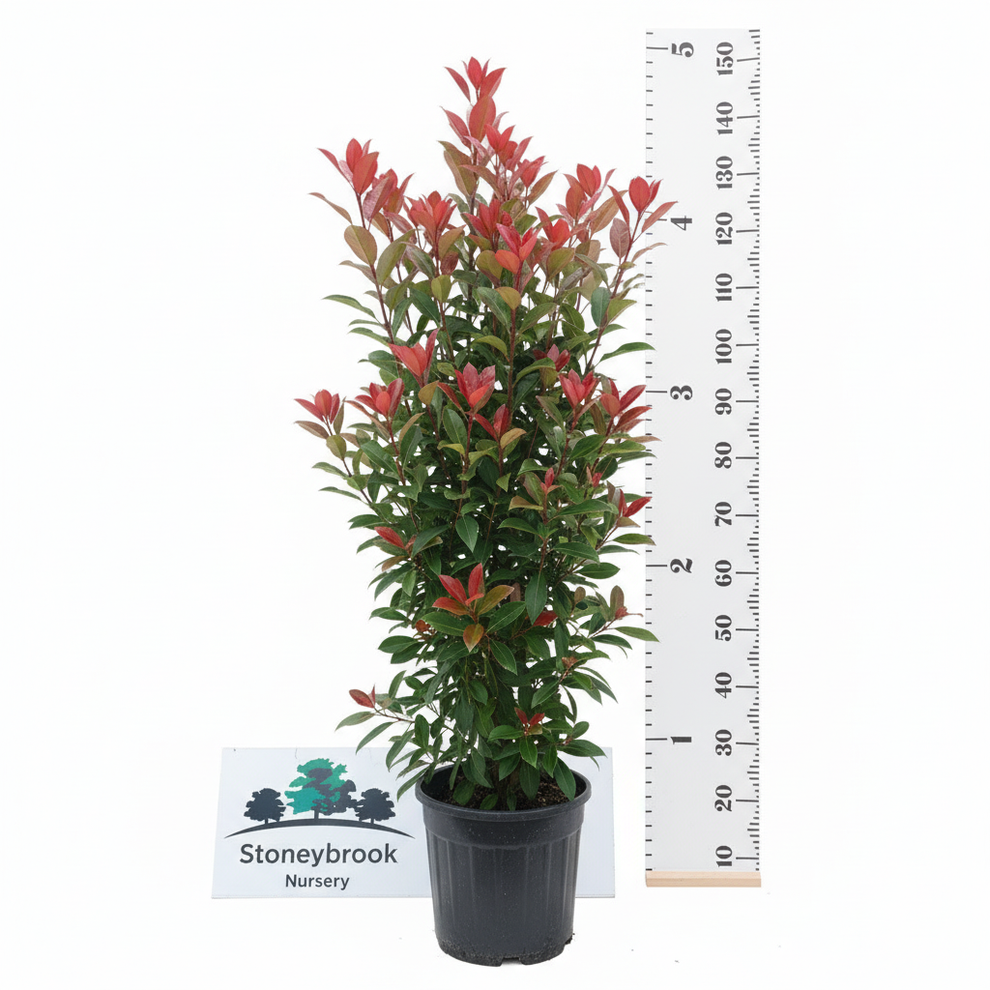 Red Robin Photinia Hedging Plants - Stunning Evergreen | Stoneybrook ...