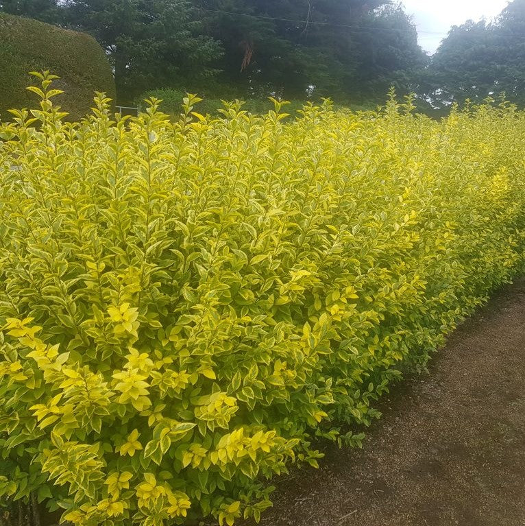 Golden Privet Bare Root Hedging (Ligustrum ovalifolium 'Aureum') 40 ...