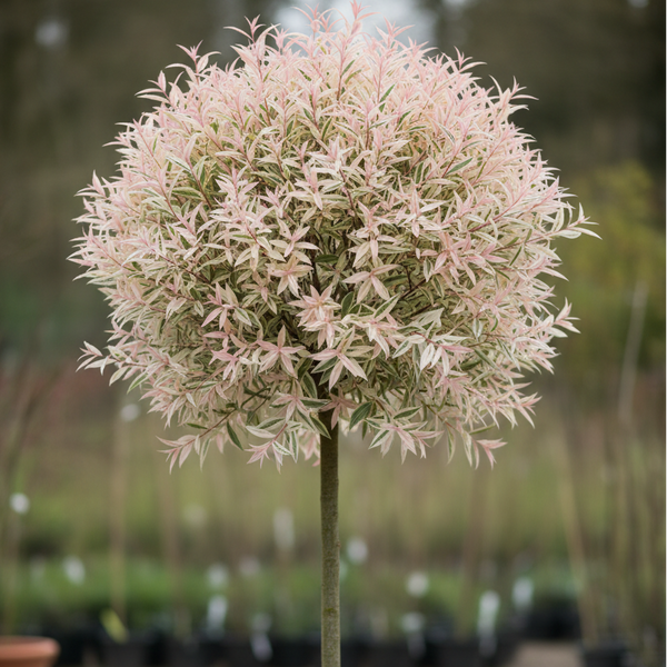 Flamingo Willow Tree - Salix Integra Flamingo Quarter Standard ...